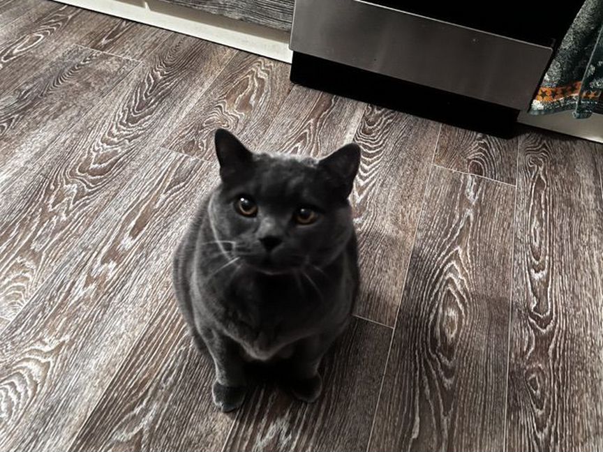 Британский кот в добрые руки