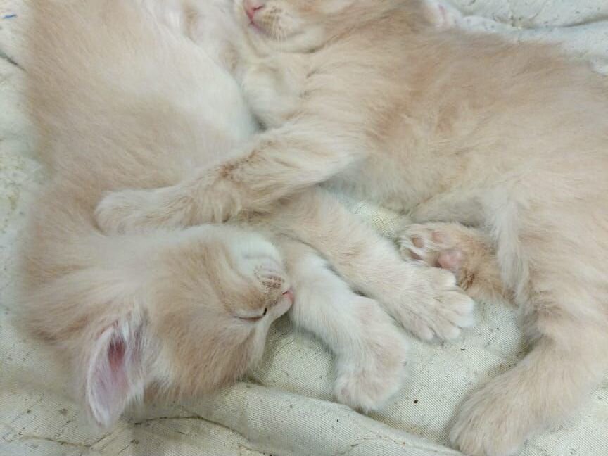 Котята новогодние