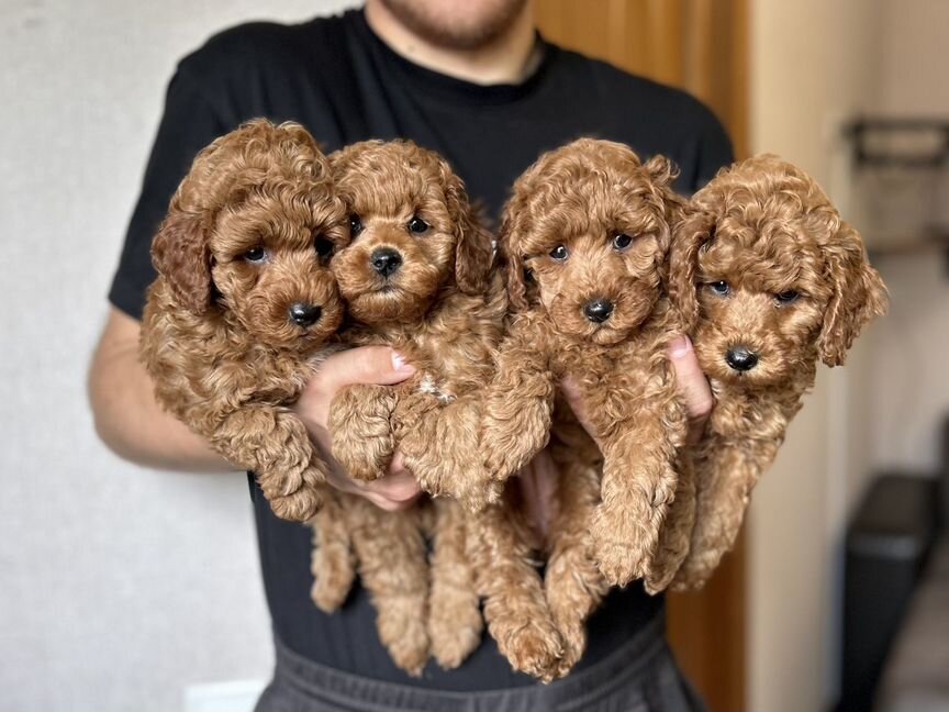 Щенки карликового пуделя