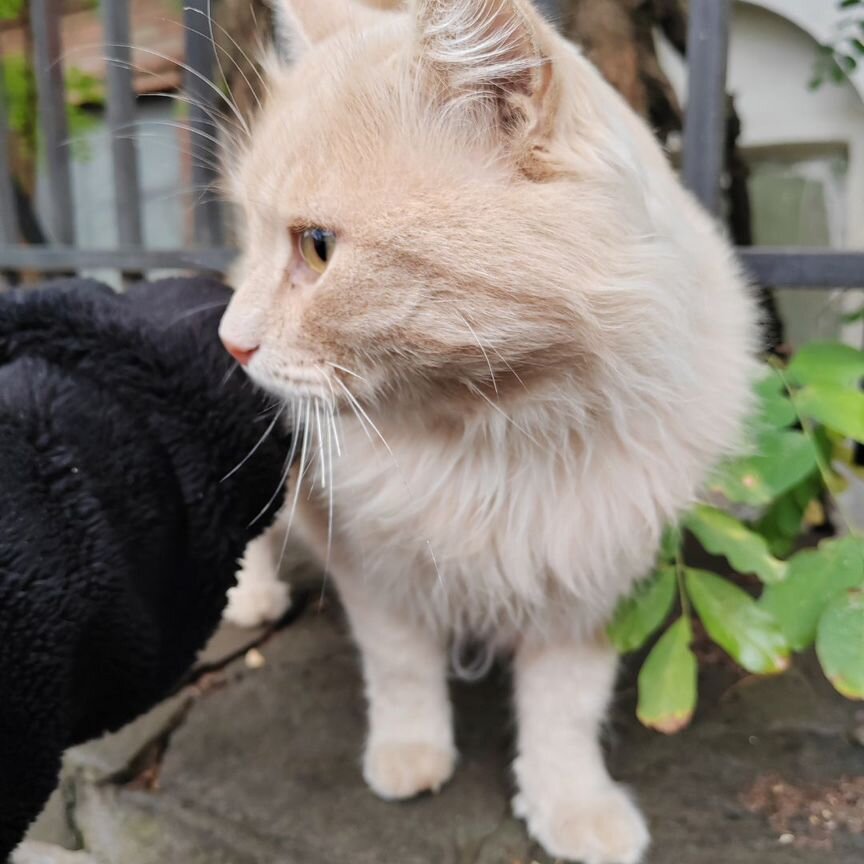 Котики бесплатно