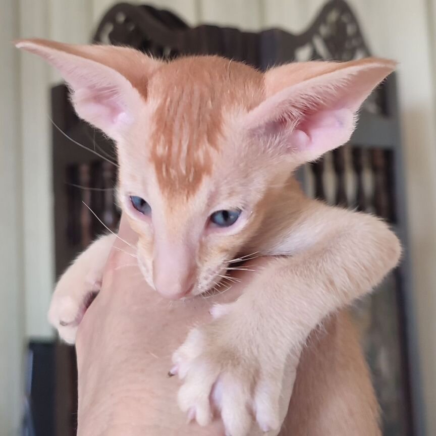 Ориентальный котёнок