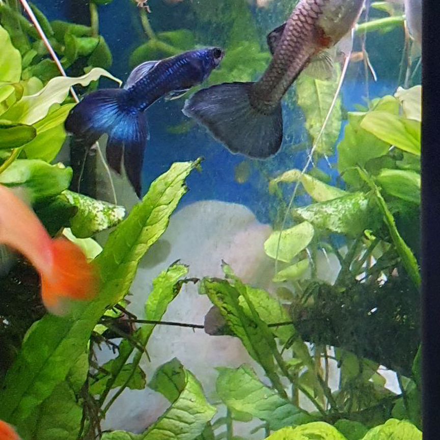 Мальки гуппи