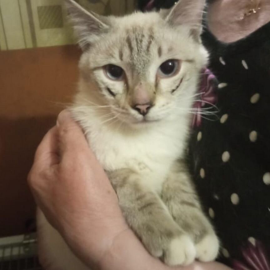 Тайский котёнок