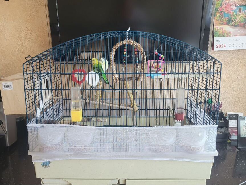 Пара волнистиков с птенцами