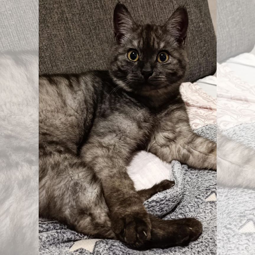 Шикарный, молодой котик ищет хозяина