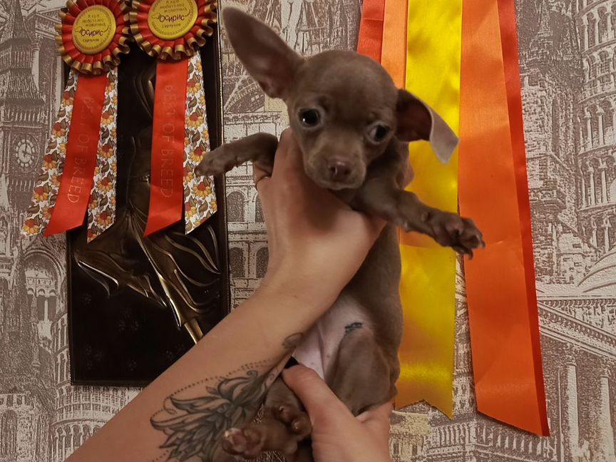 Малыши чихуахуа