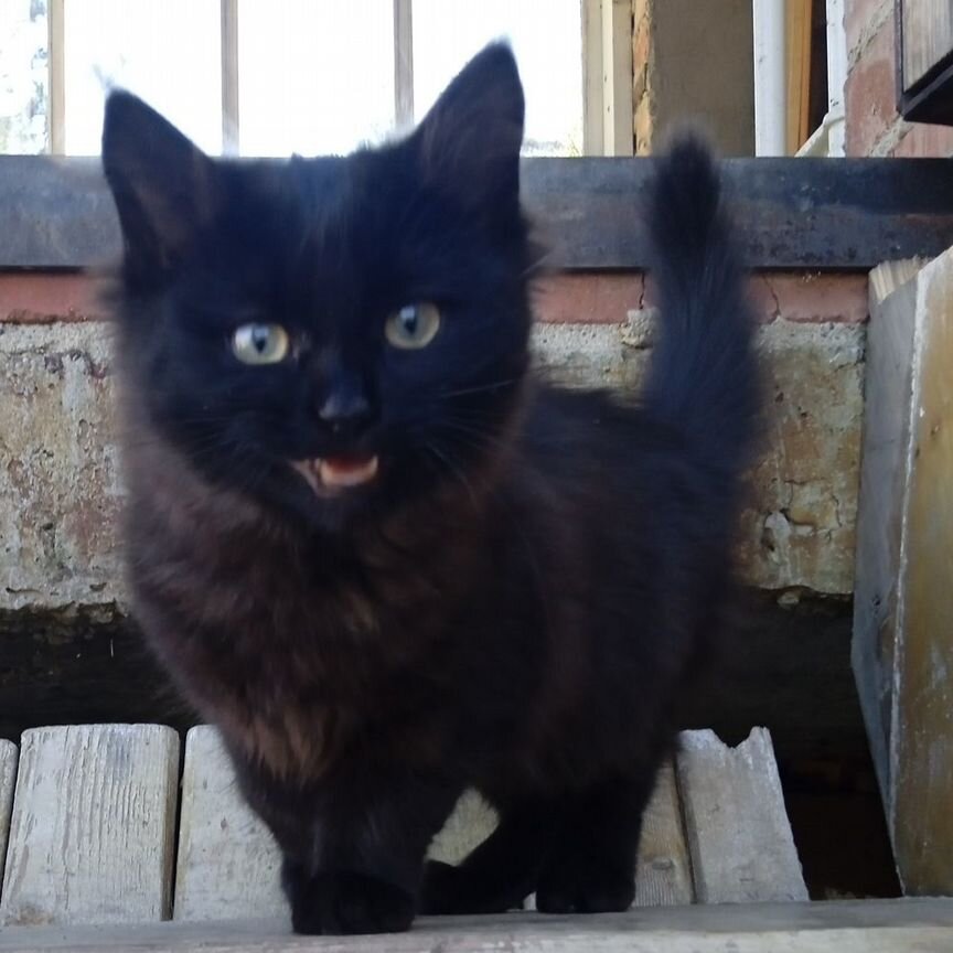 Котёнок в добрые руки