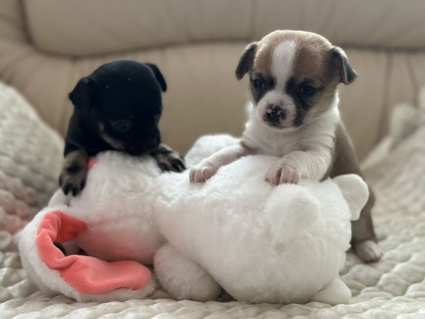 Щенки чихуахуа