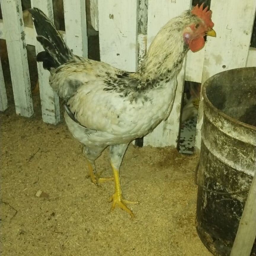 Молодые петухи поместные