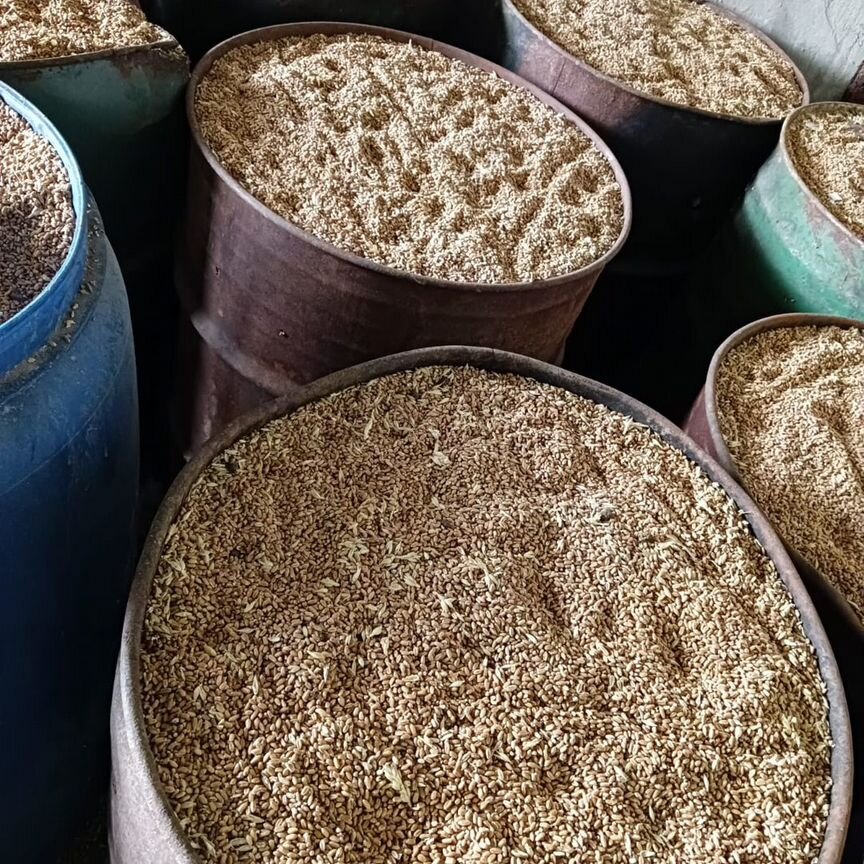 Продается зерно в мешках и россыпью