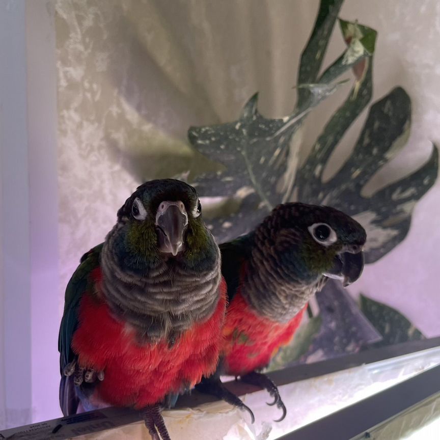 Попугай перрура