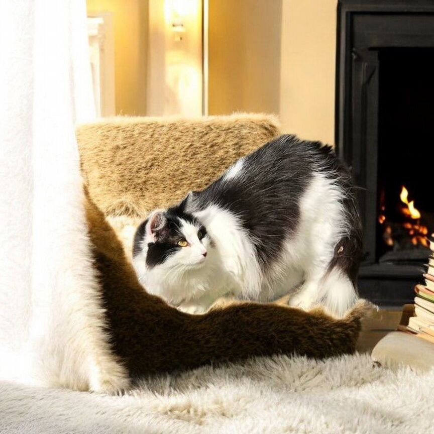 Кошка ищет семью