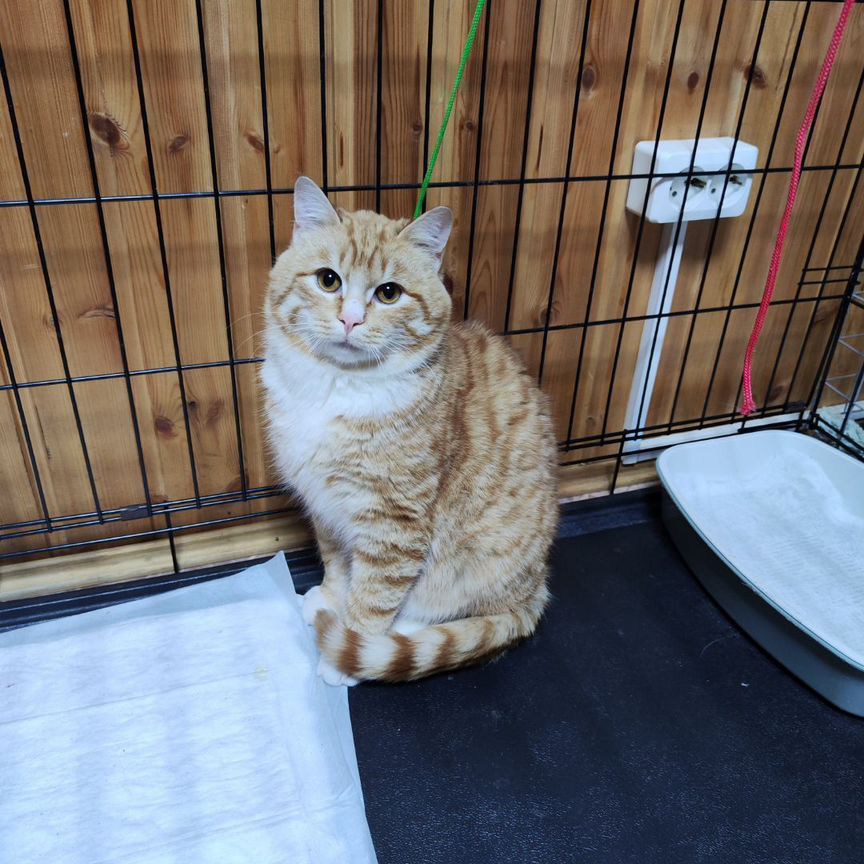 Отдам кота в хорошие руки