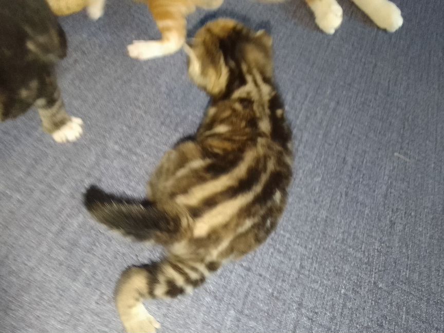 Бенгальская кошка