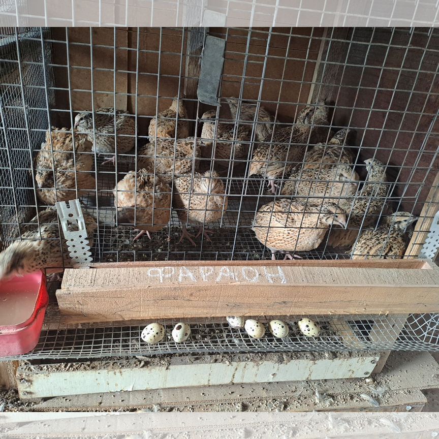 Инкубационное яйцо перепелов