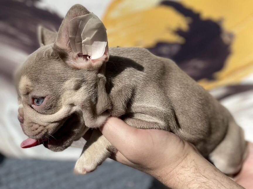 Девочка изабелла нью шейд