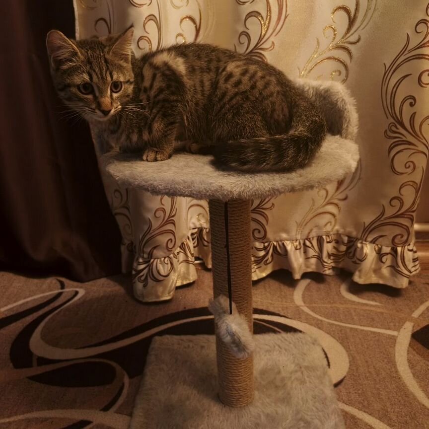 Когтеточка для кошек