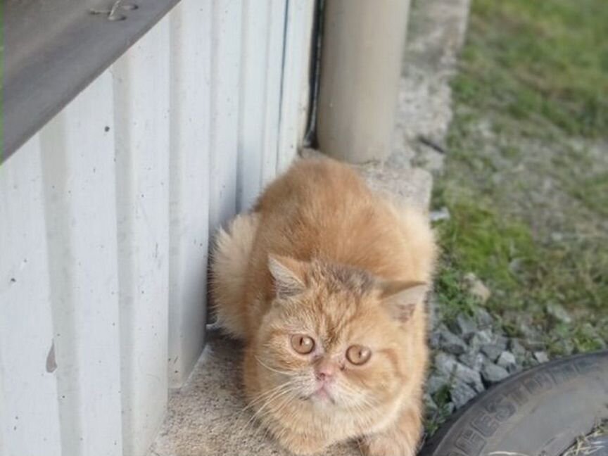 Рыжий кот
