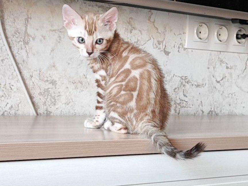 Бенгальские котята, снежная девочка