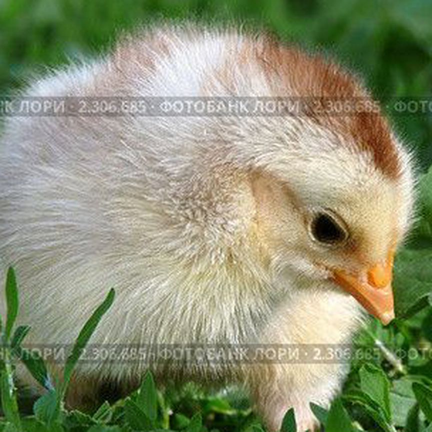 Цыплята суточные несушки