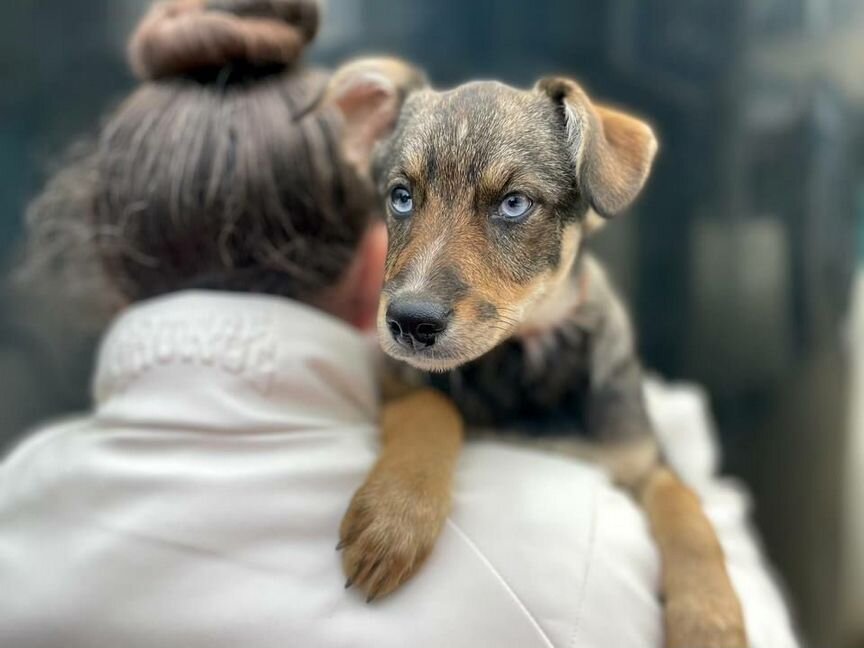 Голубоглазая Габби ищет дом