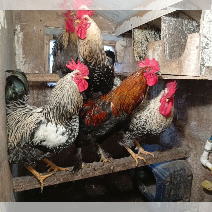 Куры и петухи домашние