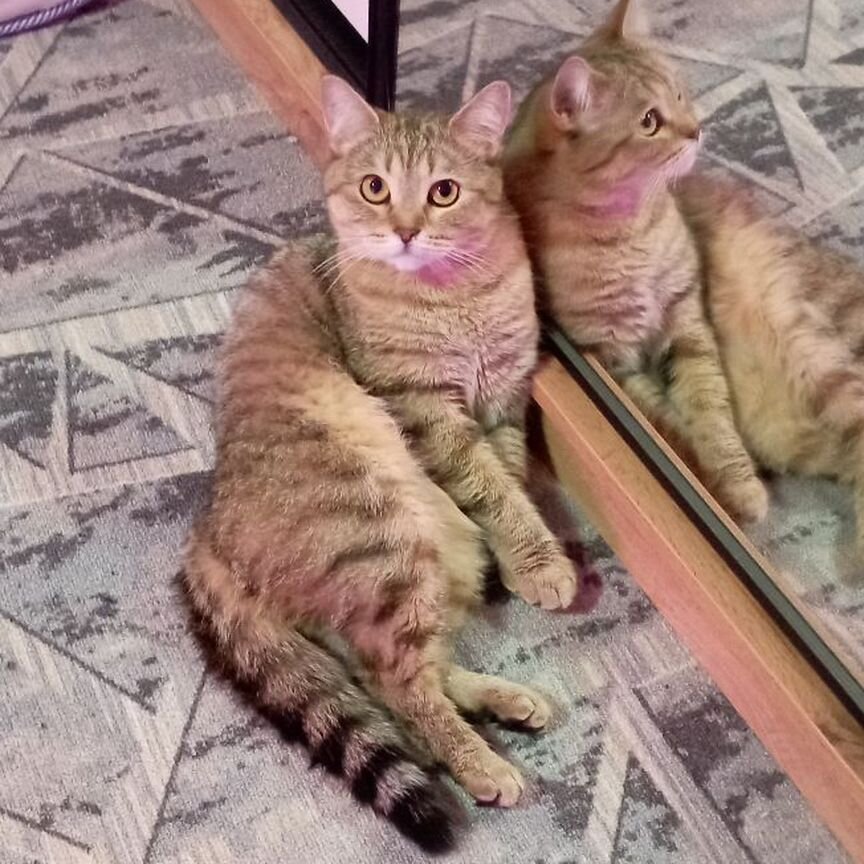 Шотландская прямоухая короткошёрстная кошка, взрослая