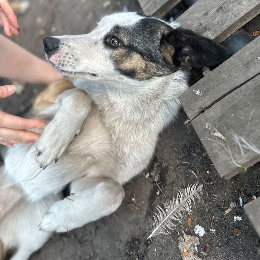 Щенок в добрые руки