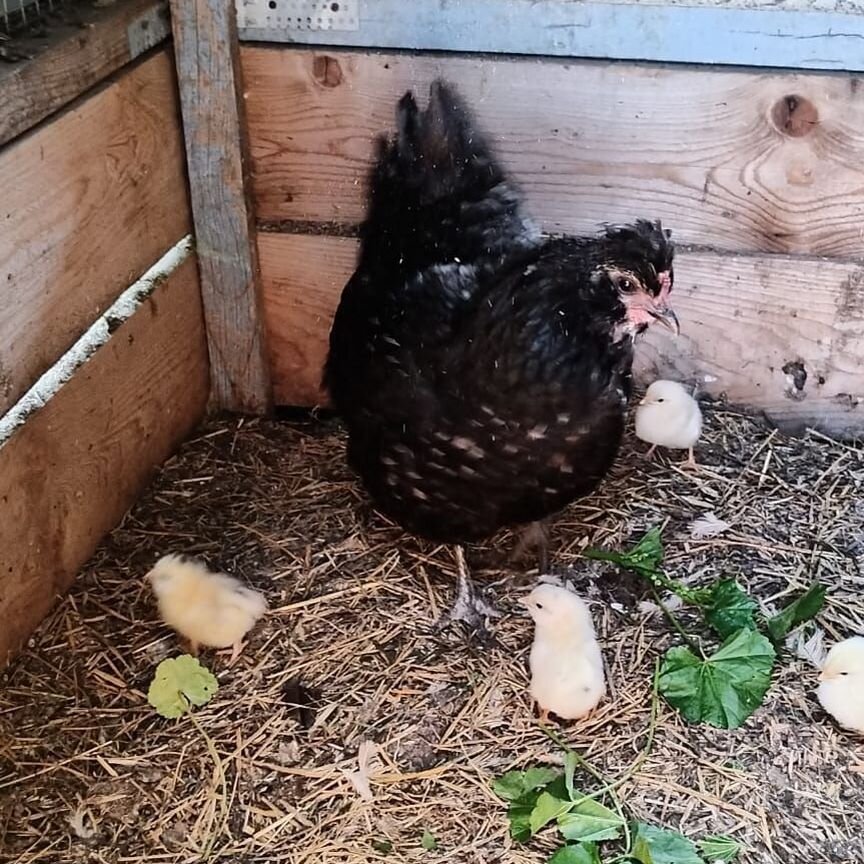 Наседка с цыплятами