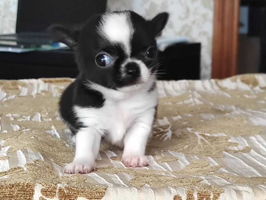 Чихуахуа крохотная яркая девчушка