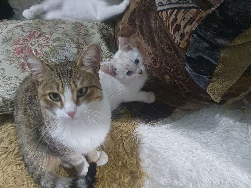 Котята в добрые руки
