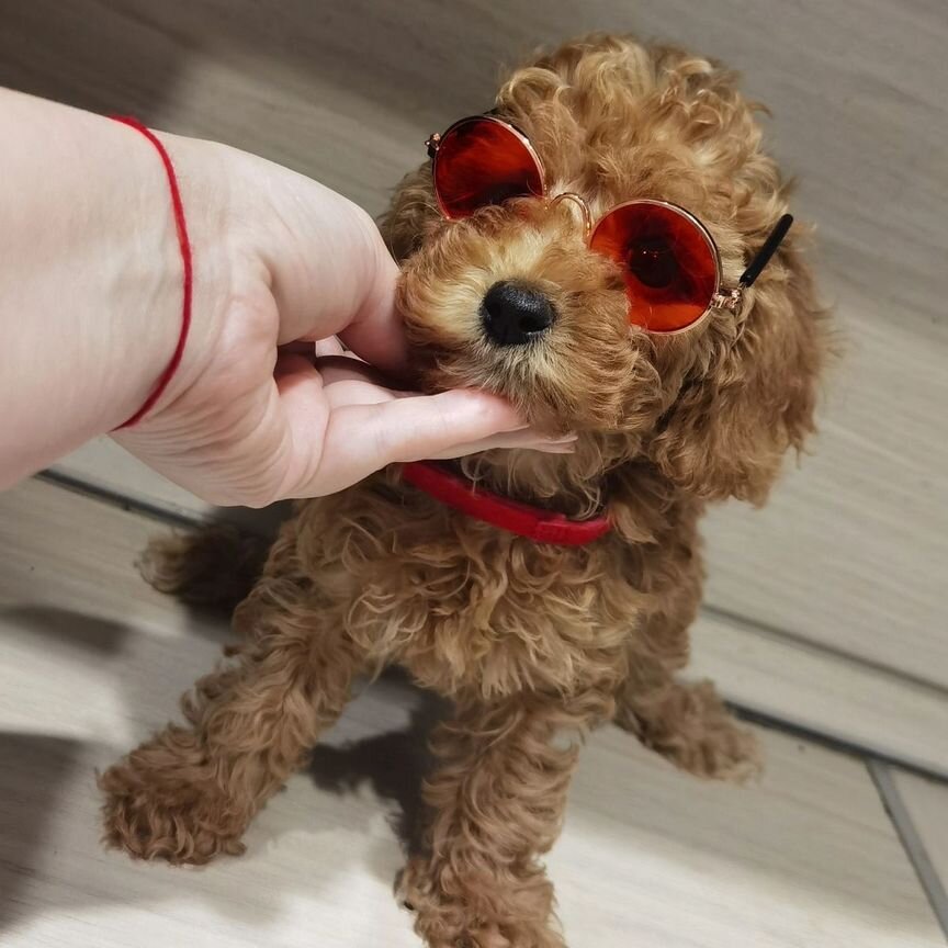 Мальтипу дев и мальчик