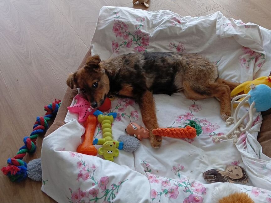 Щенулька ищет дом, привезу