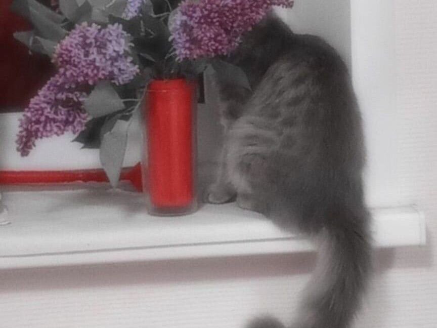 Продается кошка Марси