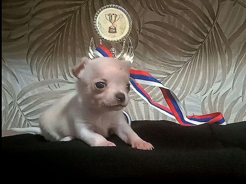 2 щенка чихуахуа