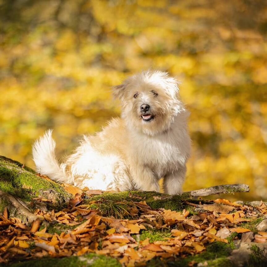 Собачка в добрые ручки