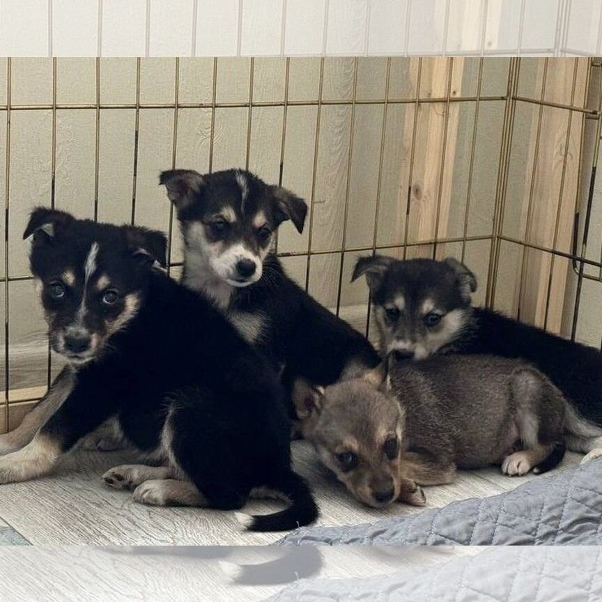 Щенок в добрые руки