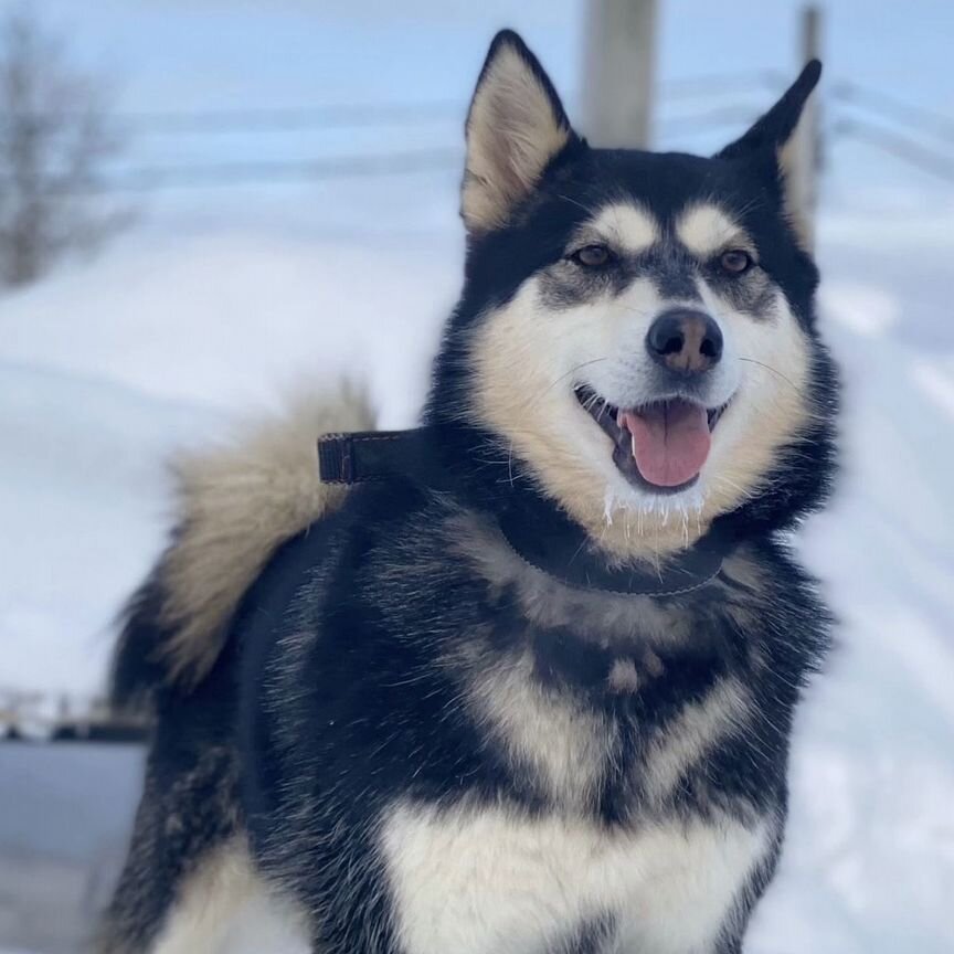 Сибирский хаски, взрослая собака