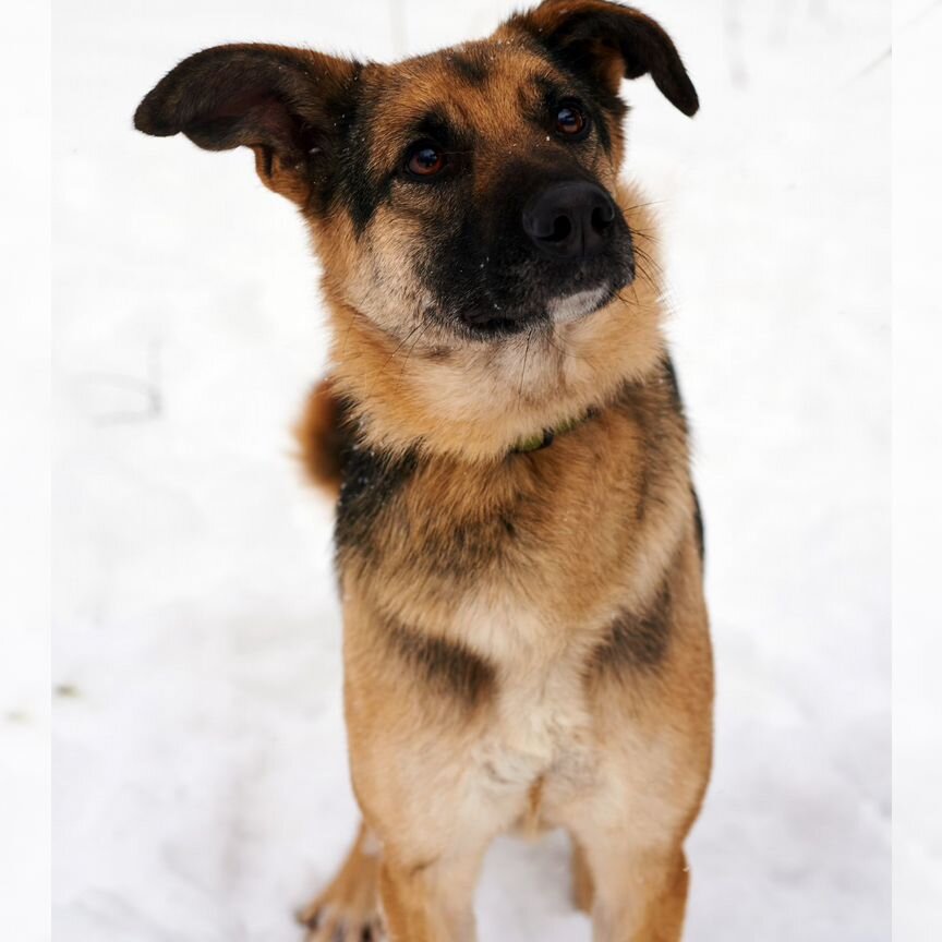 Щенок в добрые руки