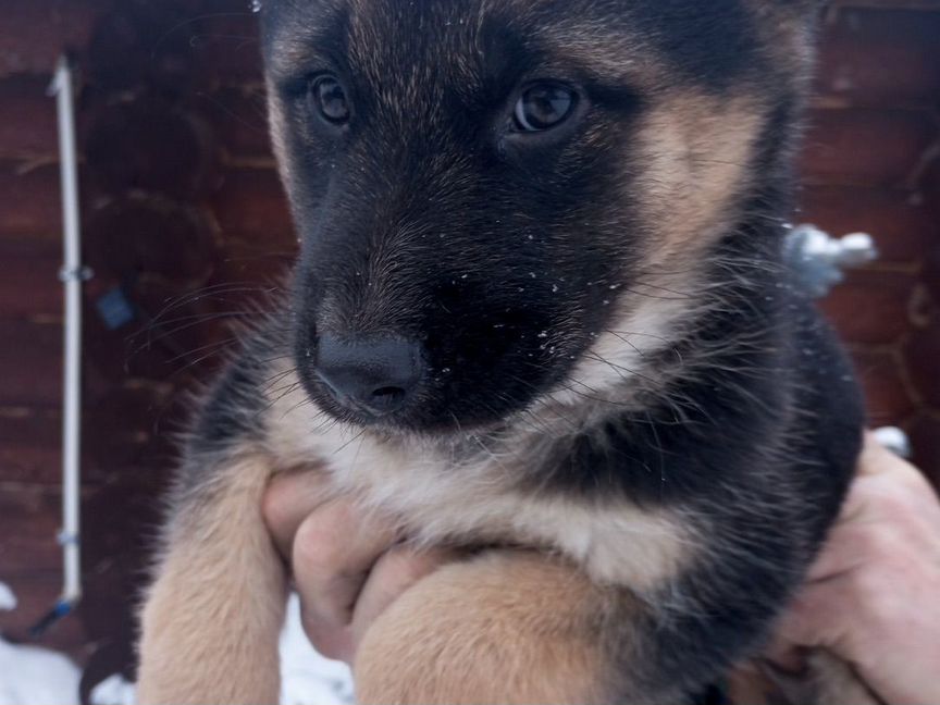 Щенок немецкой овчарки