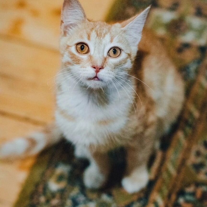 Котики мальчики