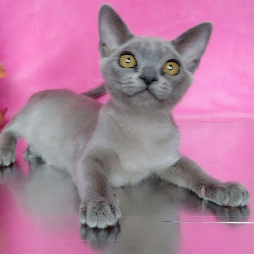 Европейский бурманский котёнок