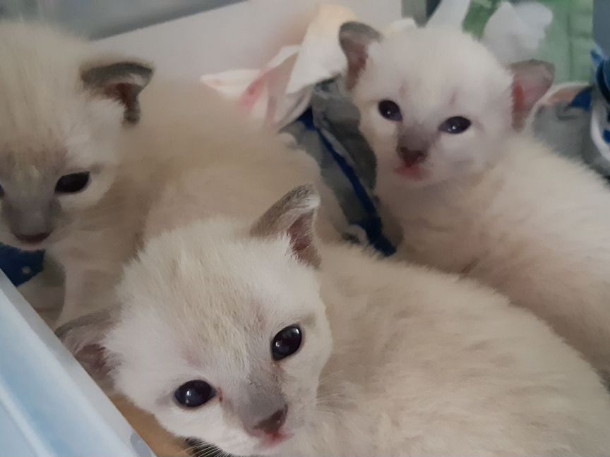 Котята меконги