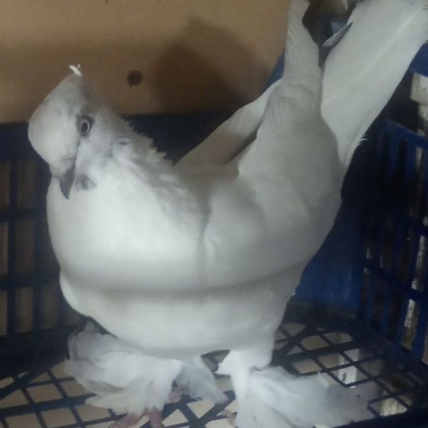 Андижанские голуби