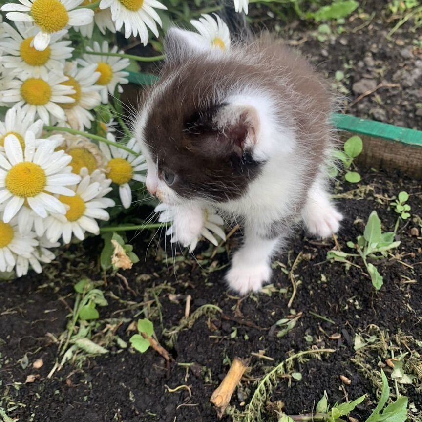 Котята ) в добрые руки