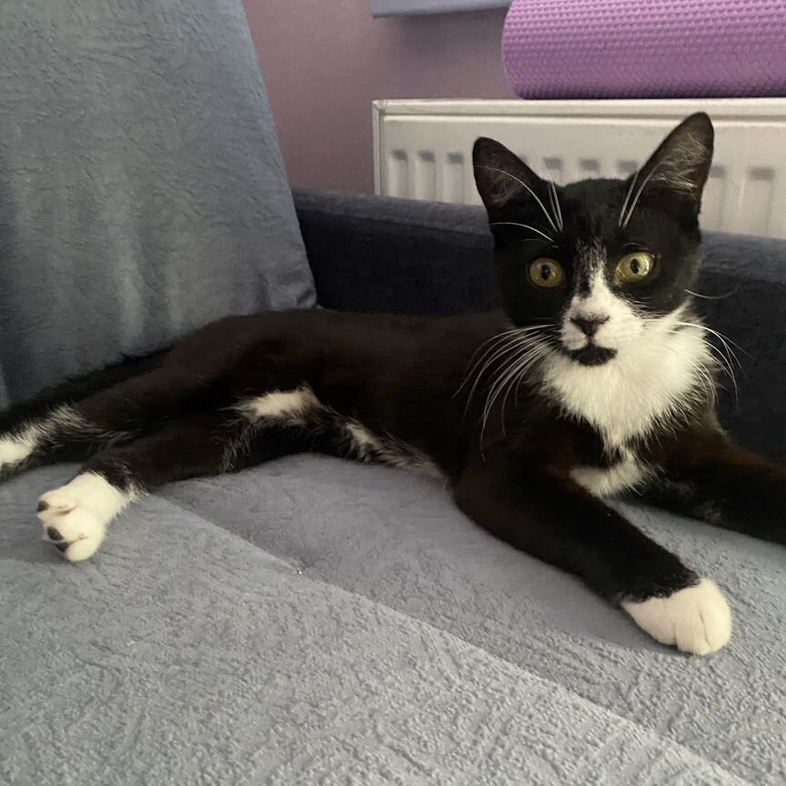 Кошки в добрые руки