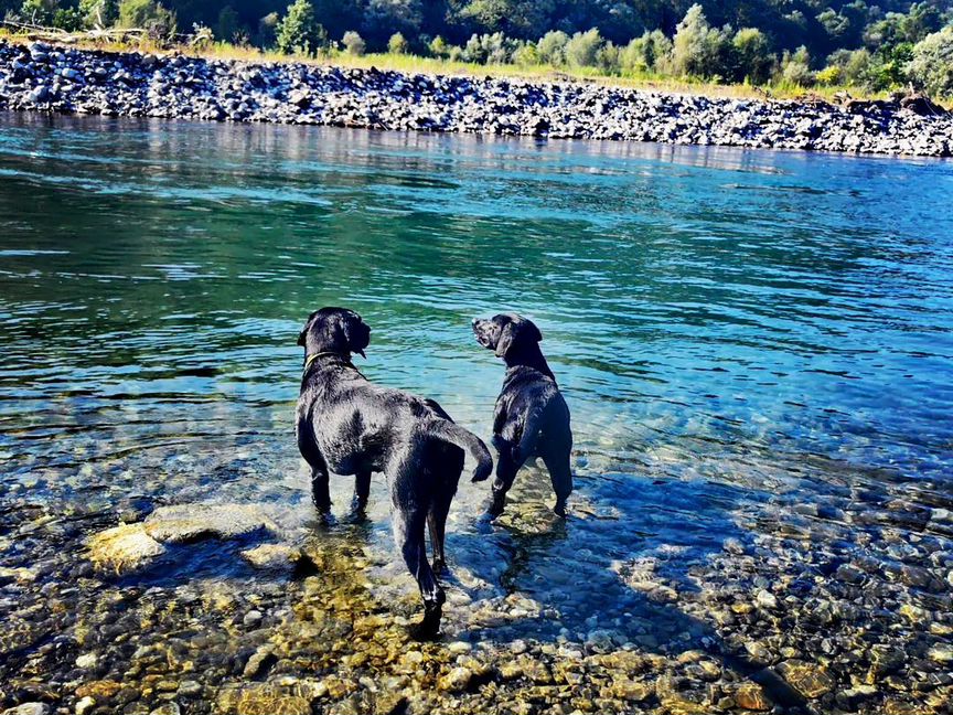 Собака в добрые руки