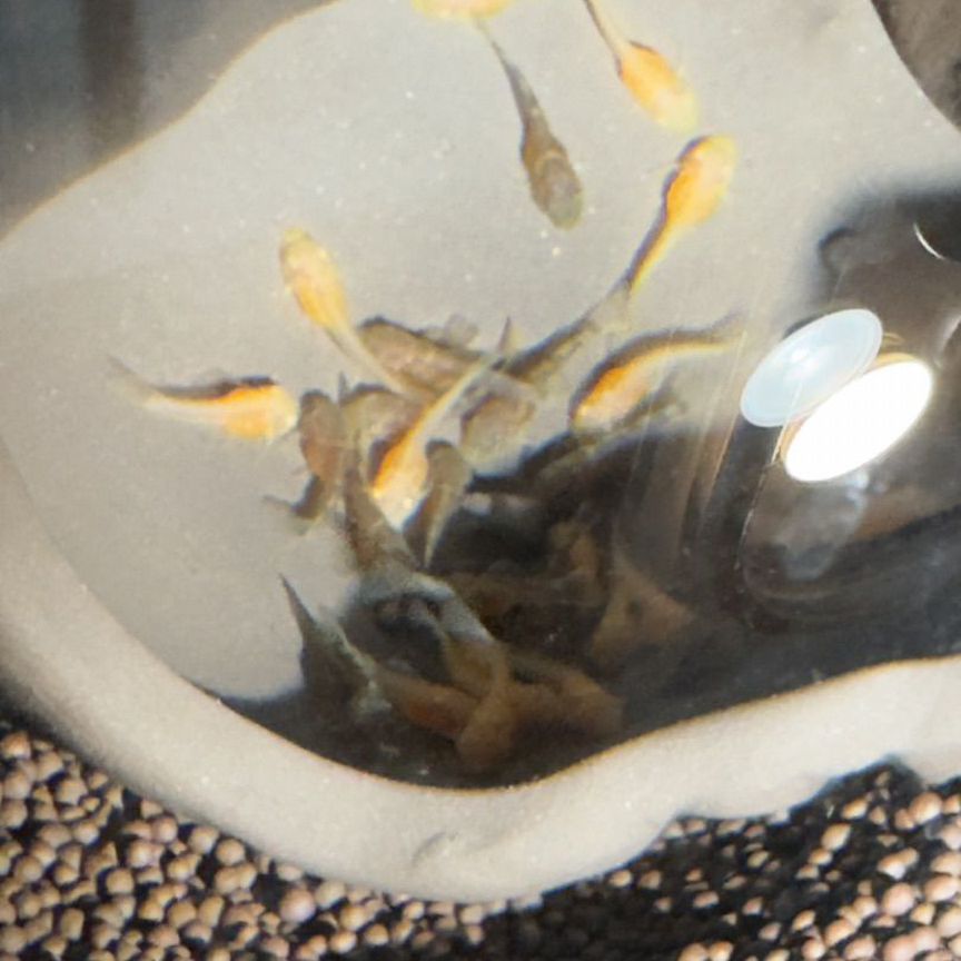 Аквариумные рыбки