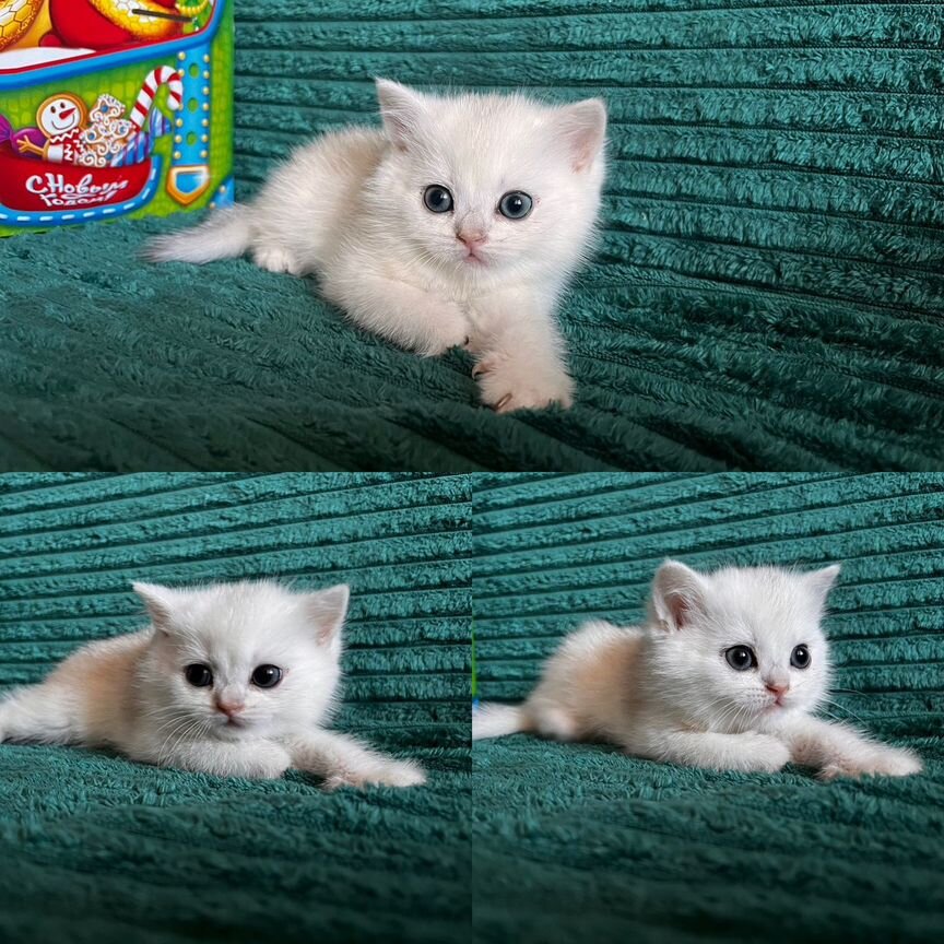 Котик британская серебристая шиншилла