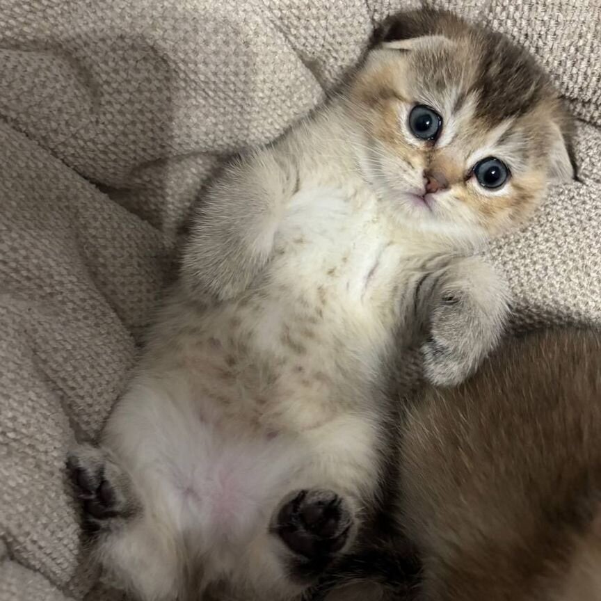 Шотландский вислоухий котенок